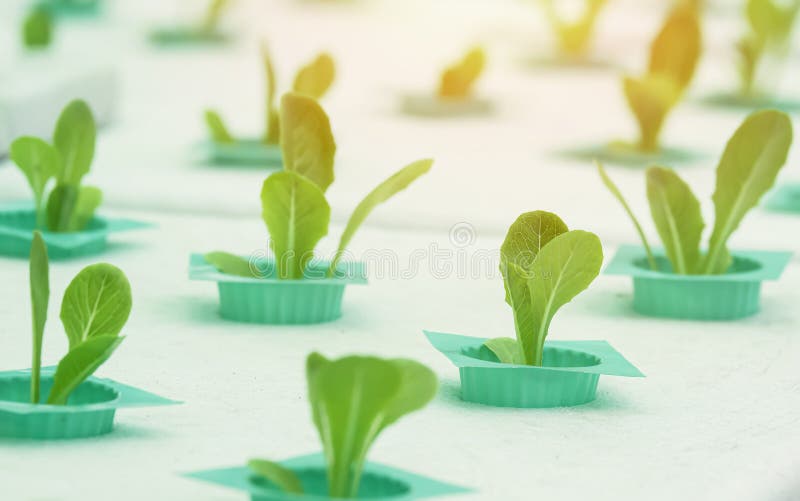 Selective Focus at Little Green Lettuce Plant Growing on Foam Box in ...