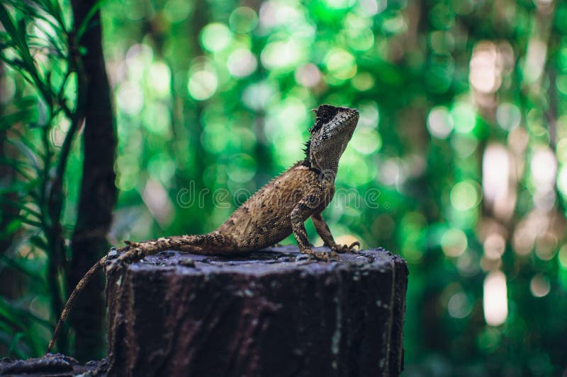 Selective Focus of a Lizard on a Stump in a Green Tropical Forest Stock ...