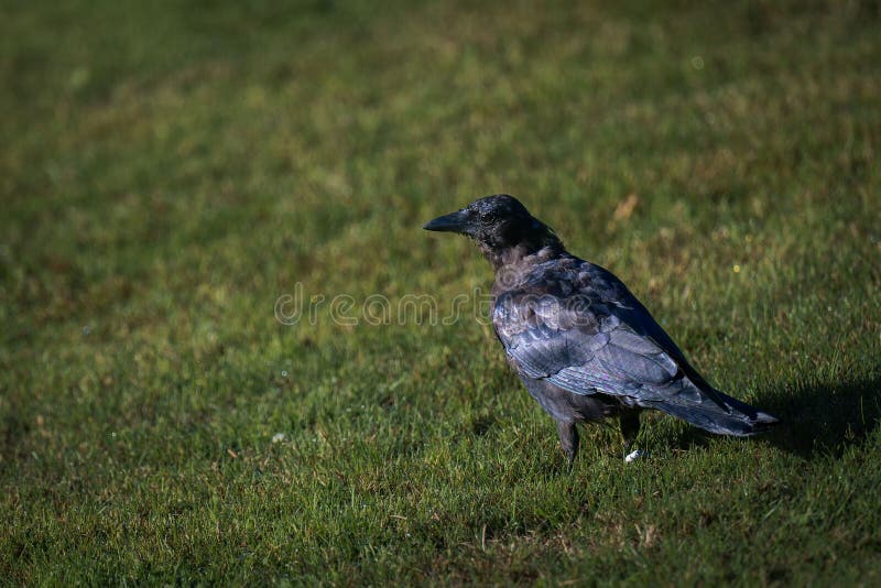 Selective Focus of a Lone Crow Standing in a Grass Field Stock Image ...