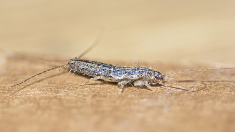 Side View of Long-Tailed Silverfish, Ctenolepisma Longicaudatum Stock ...