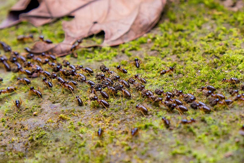 Row of Ants stock photo. Image of nature, isolated, wildlife - 55880856