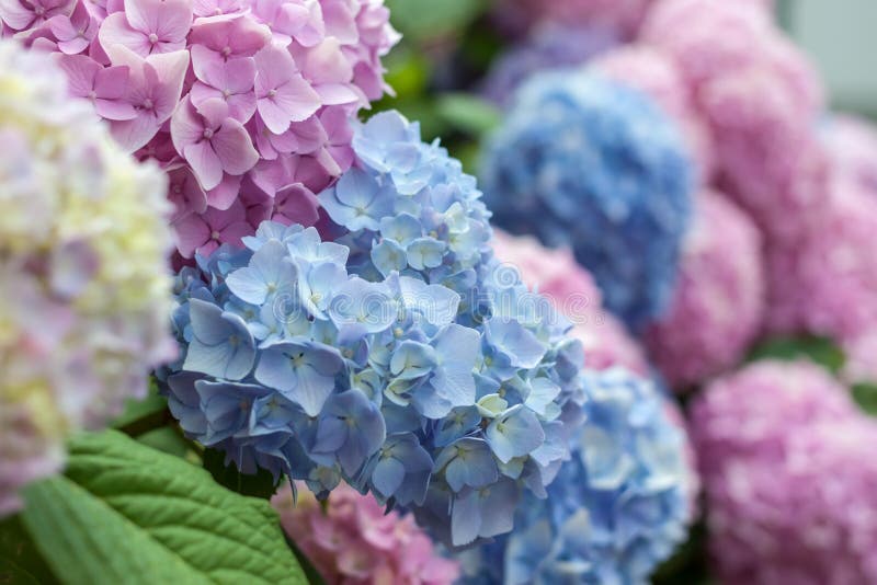 Selective Focus Macro Colorful Blooming Hydrangea Stock Photo - Image ...