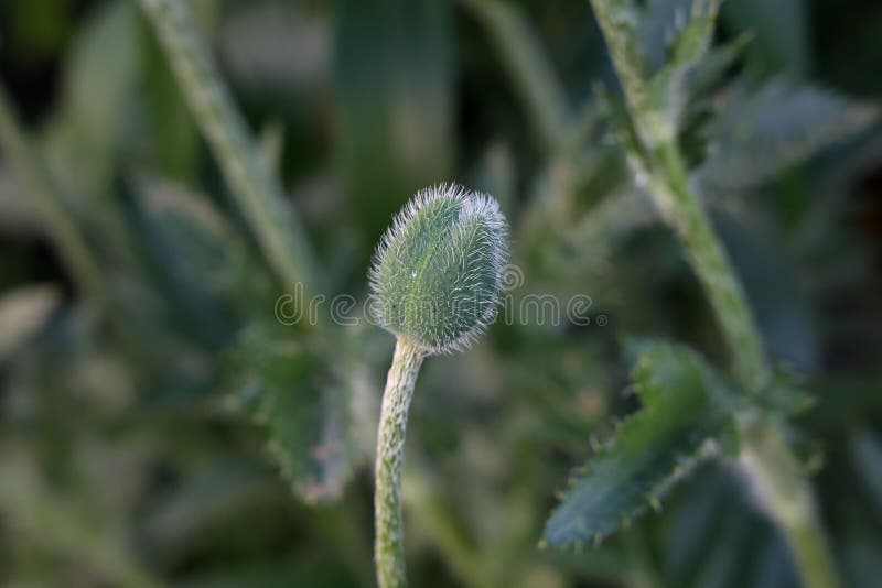 Selective Focus Macro Shot of Delicate Fluffy Poppy Buds in a Field in ...