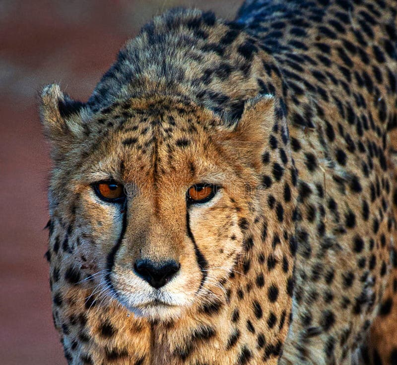 Majestic Cheetah stock image. Image of national, hunting - 34111935