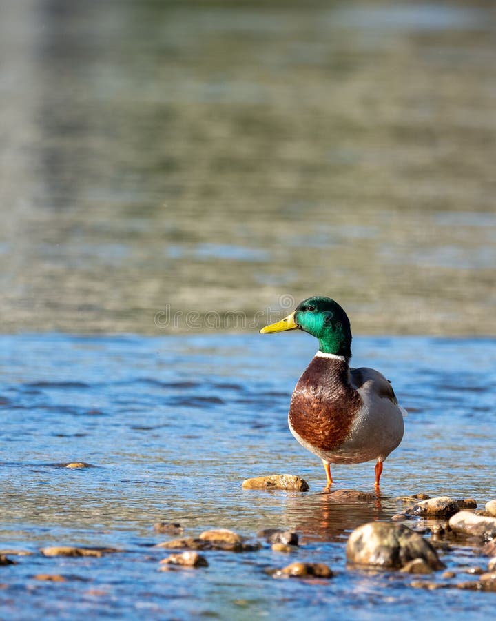 Selective Focus of a Mallard Duck in Bad Kreuznach, Germany Stock Image ...