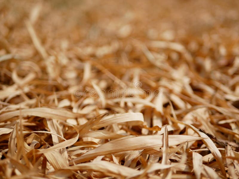 Selective Focus of Dry Bamboo Leaves on the Ground Stock Image - Image ...