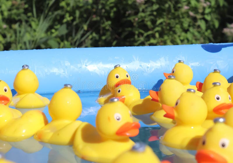Selective Focus. Many Yellow Rubber Ducks Swimming in Circles in a Pool ...