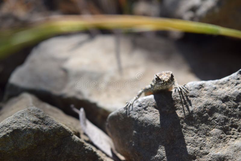 Mesquite Lizard Stock Photos - Free & Royalty-Free Stock Photos from ...