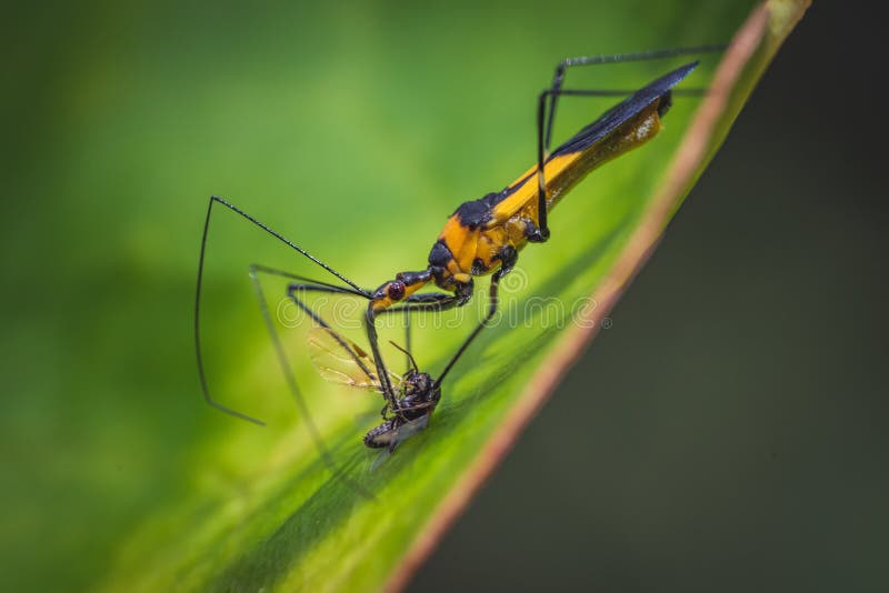 Selective Focus of a Milkweed Assassin Bug Killing a Fly on a Leaf with ...