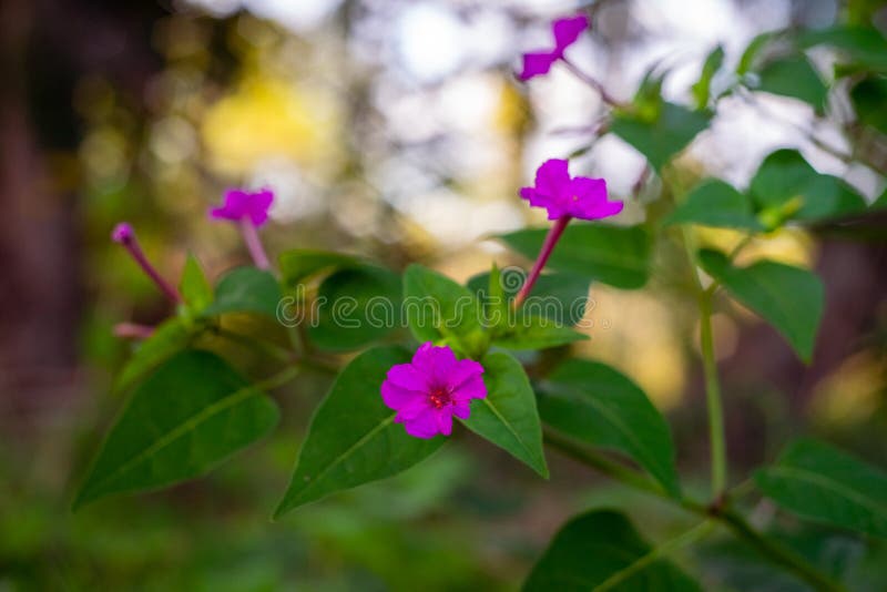 Selective Focus of a Narrow-leafed Ash Leafs and Fruits Fraxinus ...