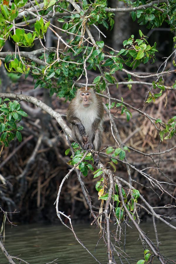 Selective Focus on Monkey Sits on the Roots of Mangrove Trees with ...