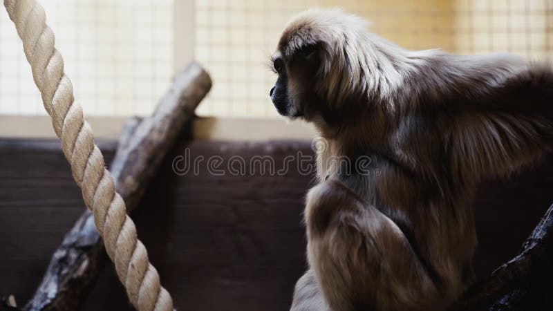 Selective Focus of Monkey Sitting on Stock Photo - Image of life ...