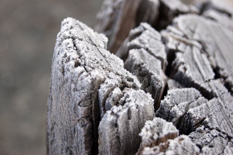 Selective Focus of Morning Frost on the Wooden Stump in the Park Stock ...