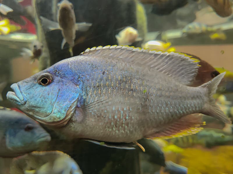 Selective Focus of Nimbochromis Polystigma Fish in a Aquarium Pond ...
