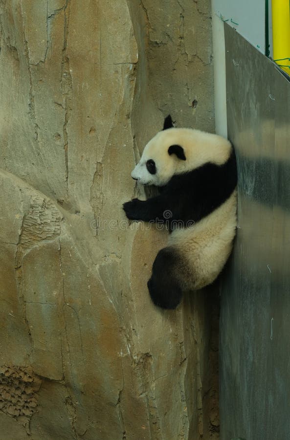 Hardwork Panda Stock Photos - Free & Royalty-Free Stock Photos from ...