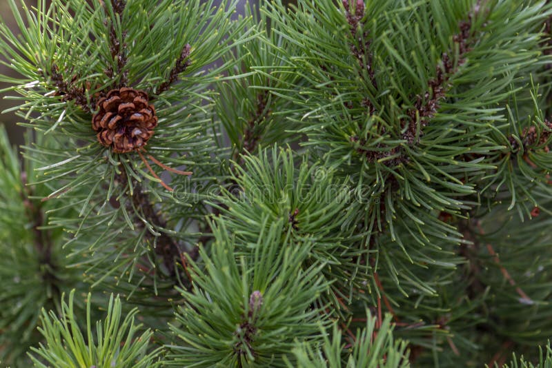 Selective Focus on Open Pine Cone on a Pine Tree of Firtree in the Wild ...
