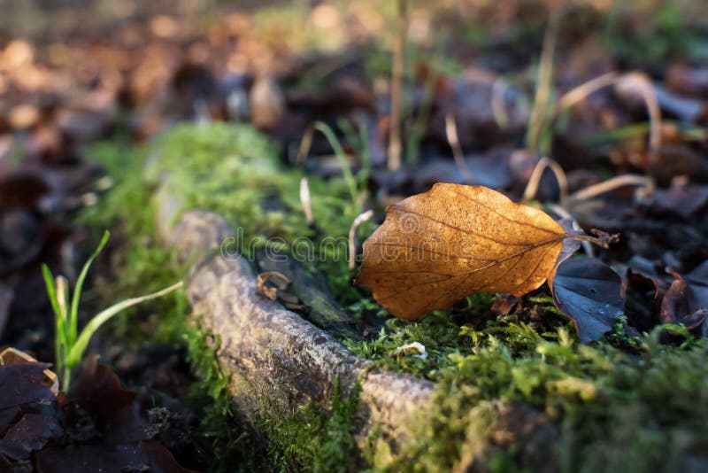 Beech leaf on forest floor stock image. Image of forest - 168189853