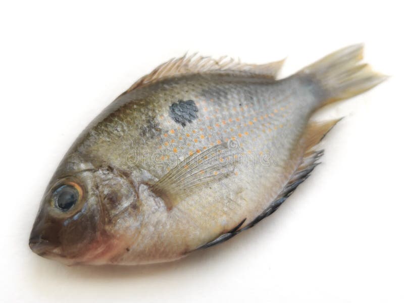 Selective Focus of Orange Chromide Pallathi Isolated on White ...