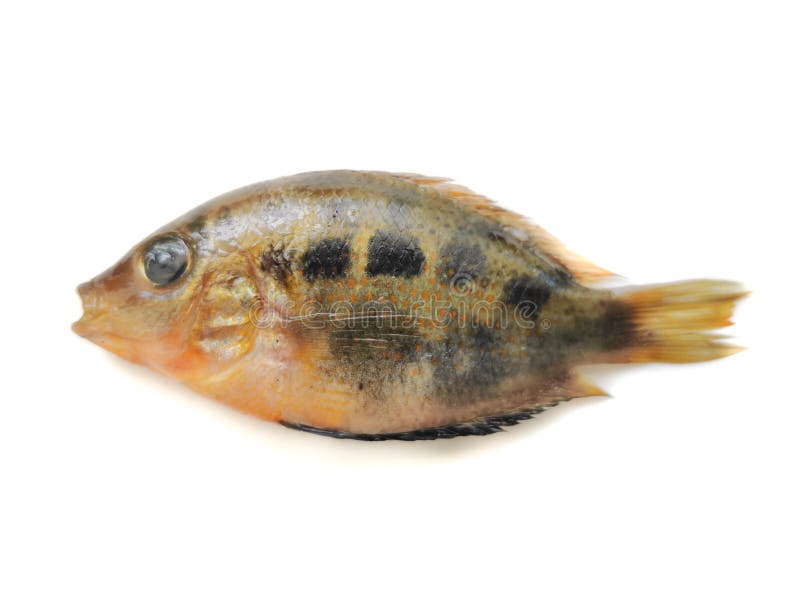 Selective Focus of Orange Chromide Pallathi Isolated on White ...