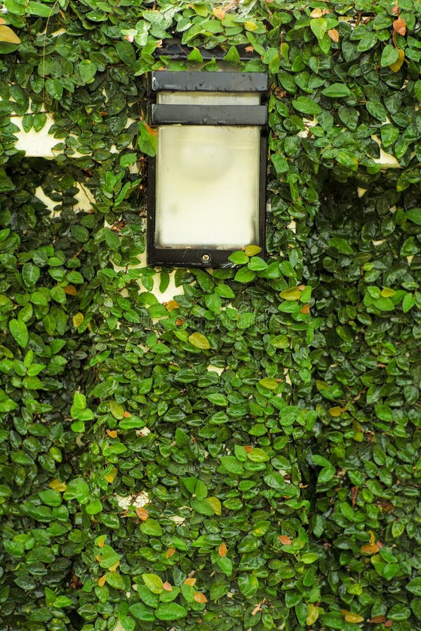 Selective Focus on the Outdoor Lamp on the Wall Surrounded by the Fig ...