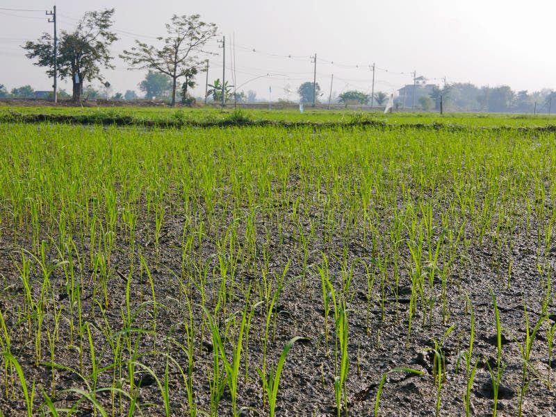 A Paddy Fields with Transplanted Seedlings in Rural Area of Chiang Mai ...
