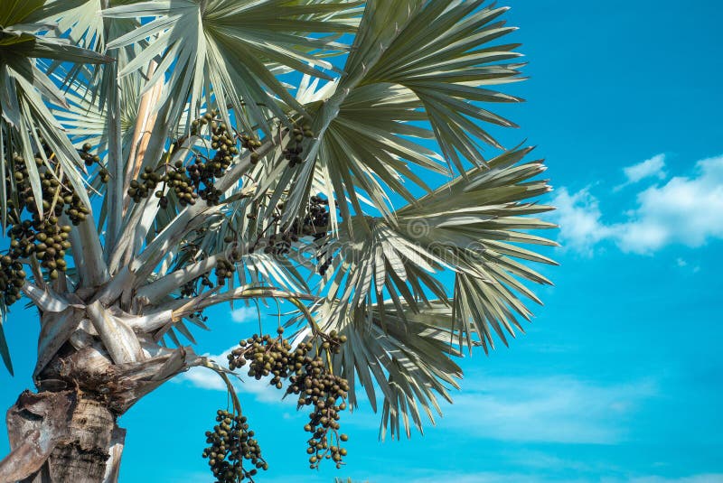 Selective Focus on Palm Tree with Clear Blue Sky in Background Stock ...