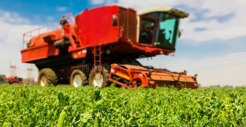 Selective Focus of Pea Field on Blurred Background of Red Pea Viner ...