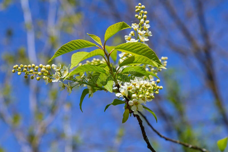 Selective Focus Photo. Bird Cherry Tree , Prunus Padus Blooming Stock ...