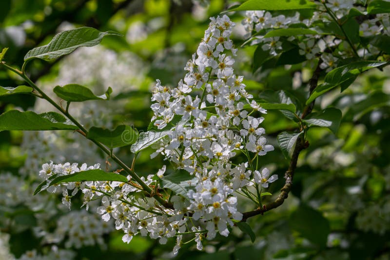Selective Focus Photo. Bird Cherry Tree , Prunus Padus Blooming Stock ...