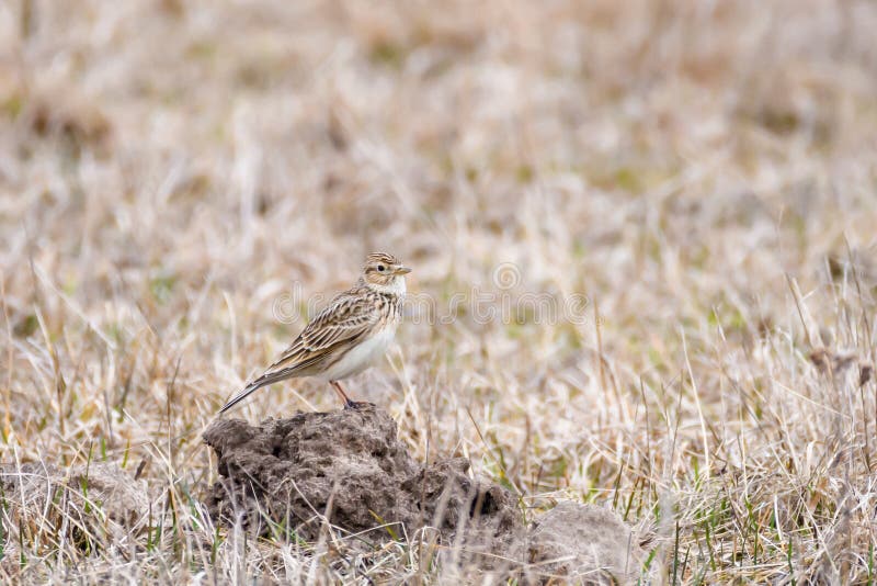 Eurasian Skylark Bird, Alauda Arvensis Stock Image - Image of watching ...