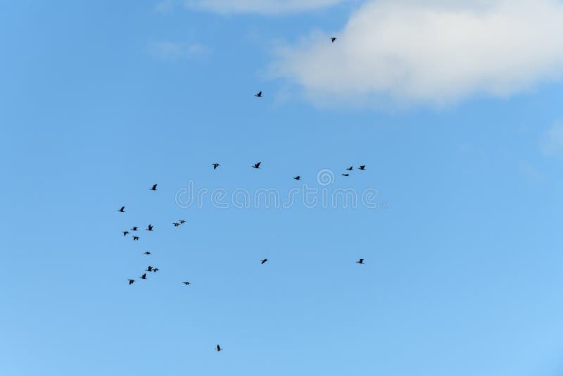 Flock of Great Cormorant Birds Flying in the Sky Stock Photo - Image of ...