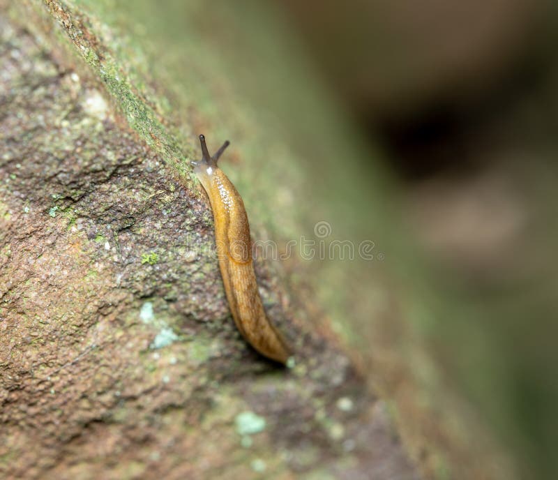 Slug Crawling on Rock stock photo. Image of nature, wild - 223120314