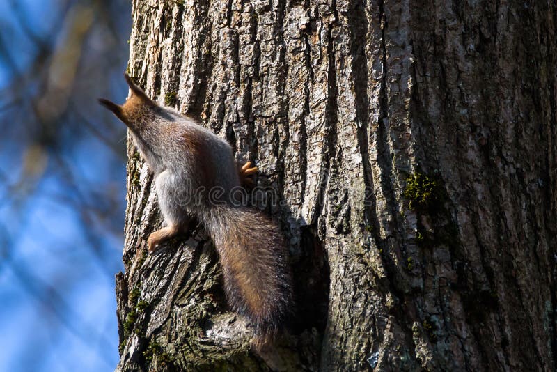 Squirrel Looks Out of Tree Cavity Stock Photo - Image of outdoors ...