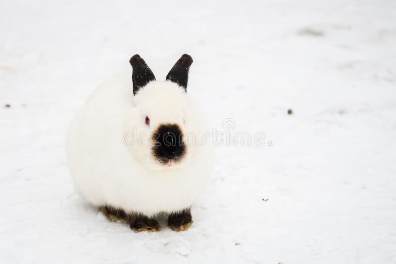 White rabbit in the snow stock image. Image of wintertime - 238422565