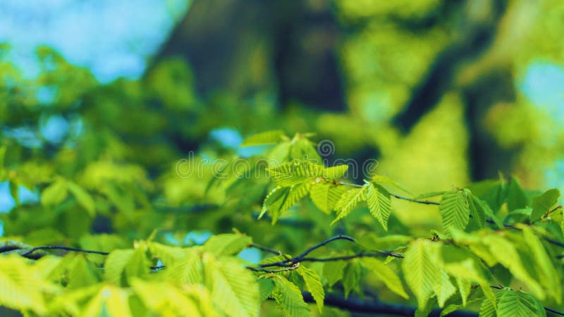 Selective Focus Photography Of Green Leaf Picture. Image: 115423763
