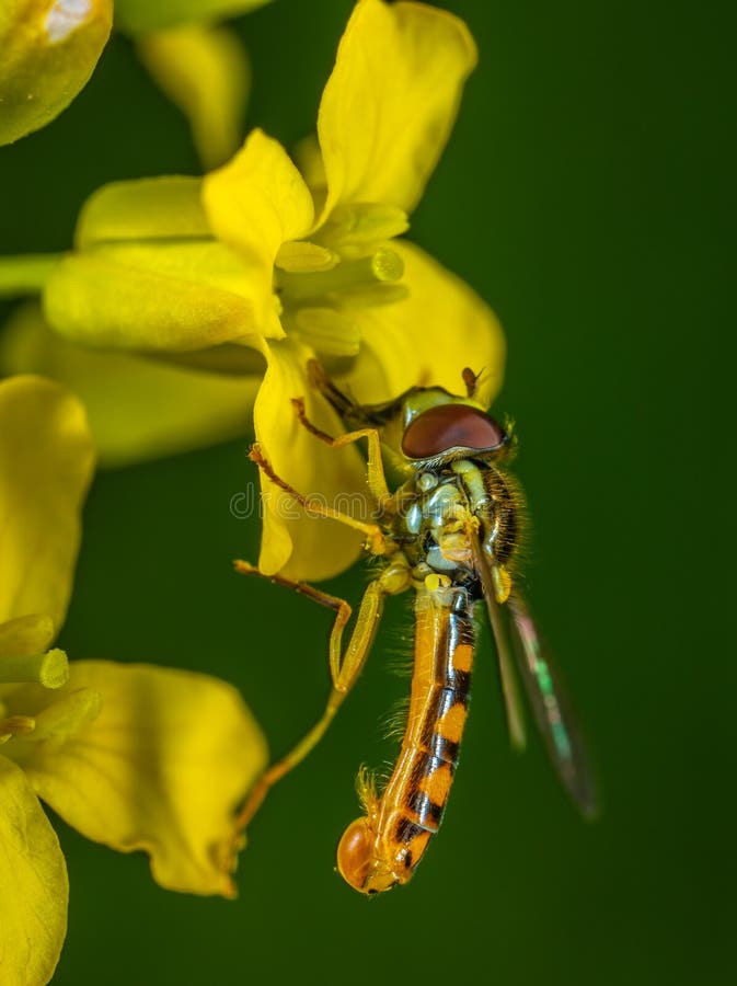 Selective Focus Photography Of Yellow Robber Fly Perched On Yellow ...