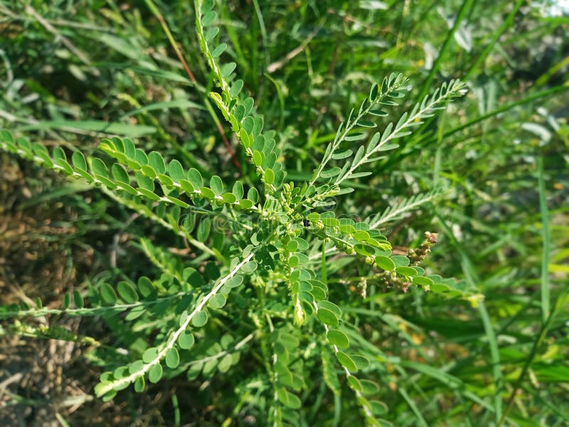 Selective Focus of Phyllanthus Niruri or Gale of the Wind Plant at the ...