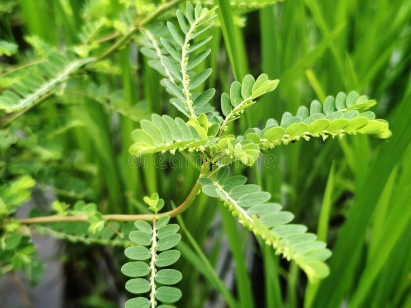 Selective Focus of Phyllanthus Niruri or Gale of the Wind Plant at the ...