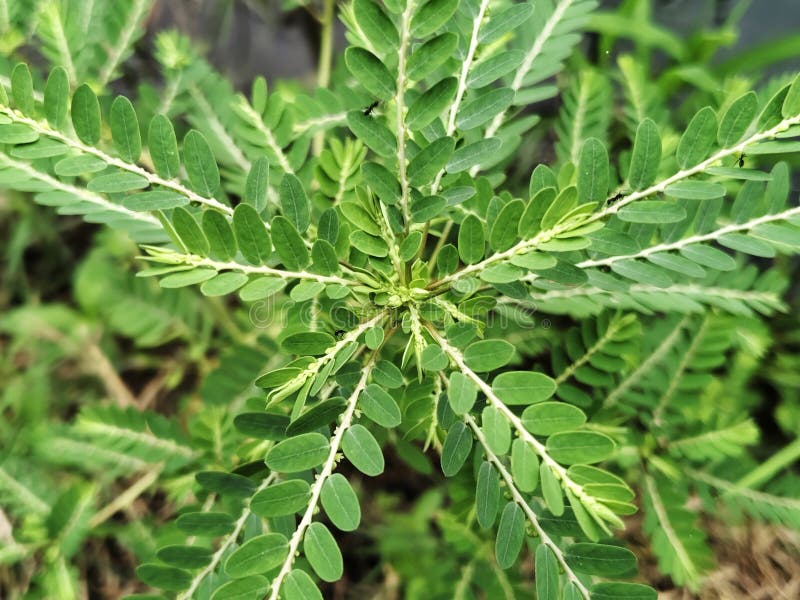 Selective Focus of Phyllanthus Niruri or Gale of the Wind Plant at the ...