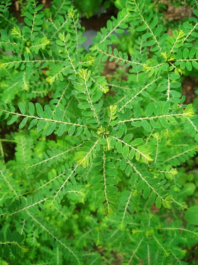 Selective Focus of Phyllanthus Niruri or Gale of the Wind Plant at the ...