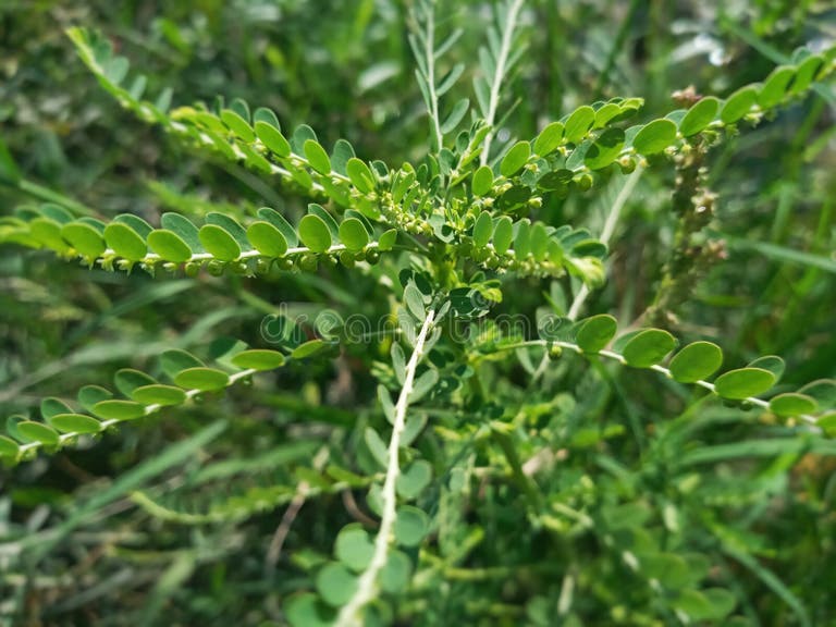 Selective Focus of Phyllanthus Niruri or Gale of the Wind Plant at the ...