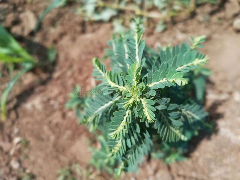 Selective Focus of Phyllanthus Niruri or Gale of the Wind Plant at the ...