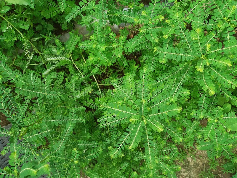 Selective Focus of Phyllanthus Niruri or Gale of the Wind Plant at the ...