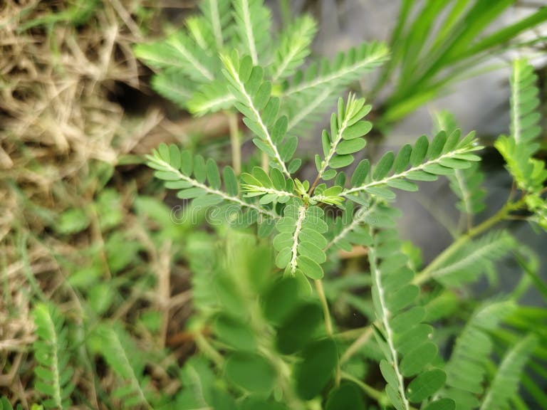 Selective Focus of Phyllanthus Niruri or Gale of the Wind Plant at the ...