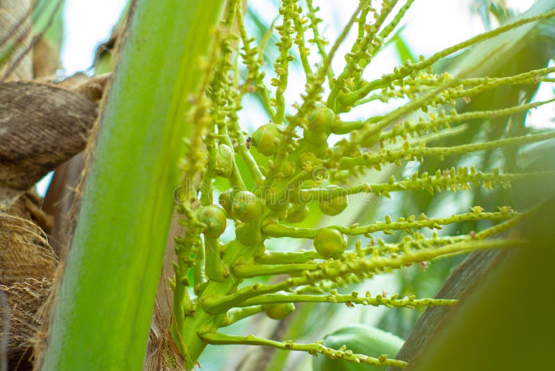 Selective Focus Picture of Bee Holding on the Coconut Sprout and Stock ...