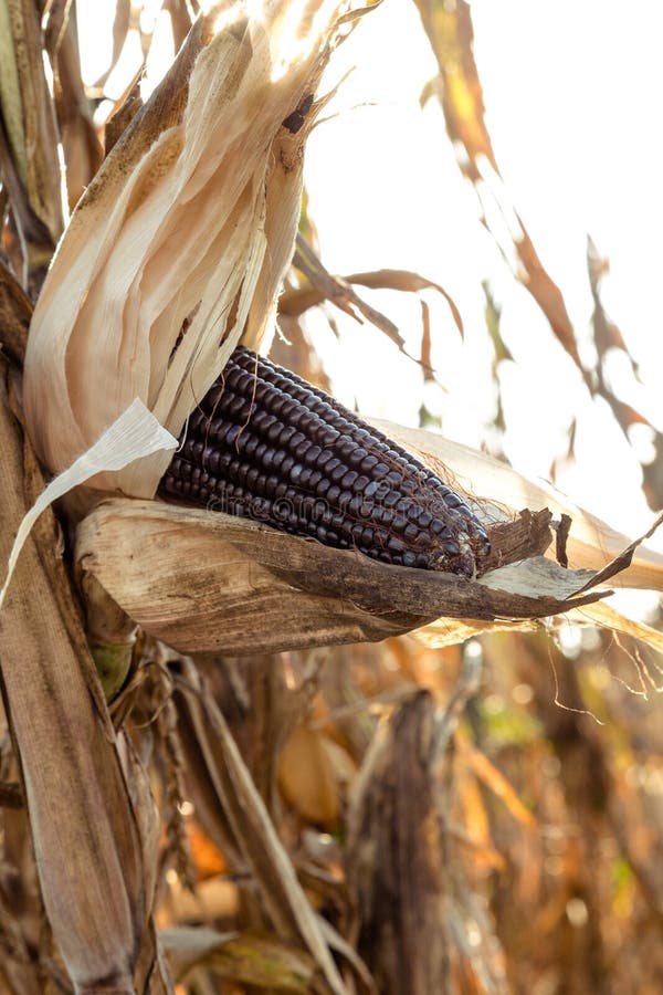 A Selective Focus Picture of Corn Black Cob in Organic Corn Field Stock ...