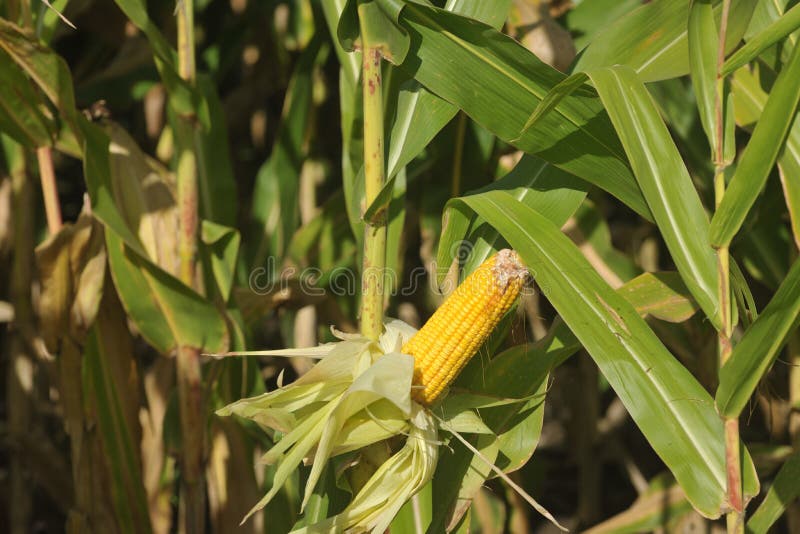 A Selective Focus Picture of Corn Cob in Organic Corn Field Stock Photo ...