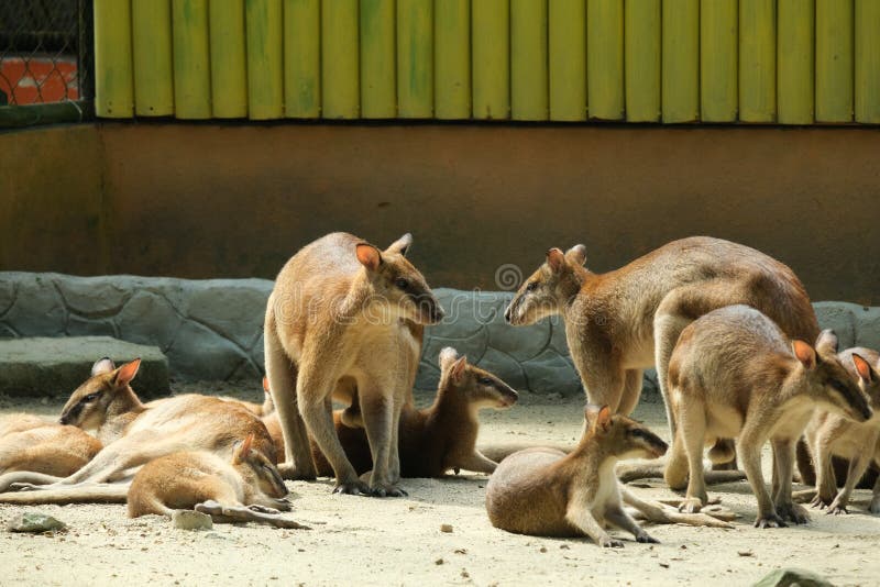 Wallabies at the farm stock image. Image of herbivore - 263741273