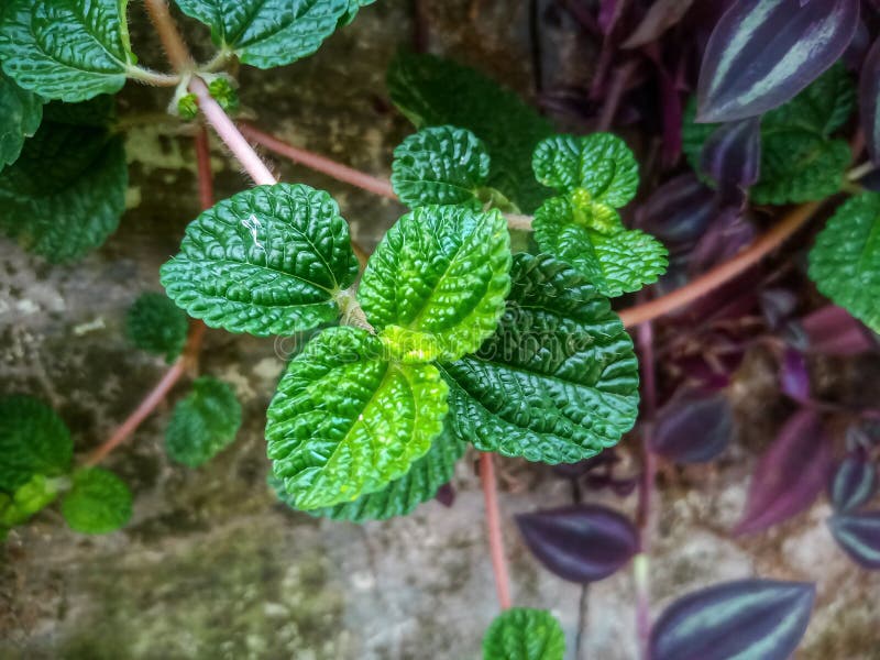 Selective Focus from the Pilea Nummulariifolia Plant Stock Image ...