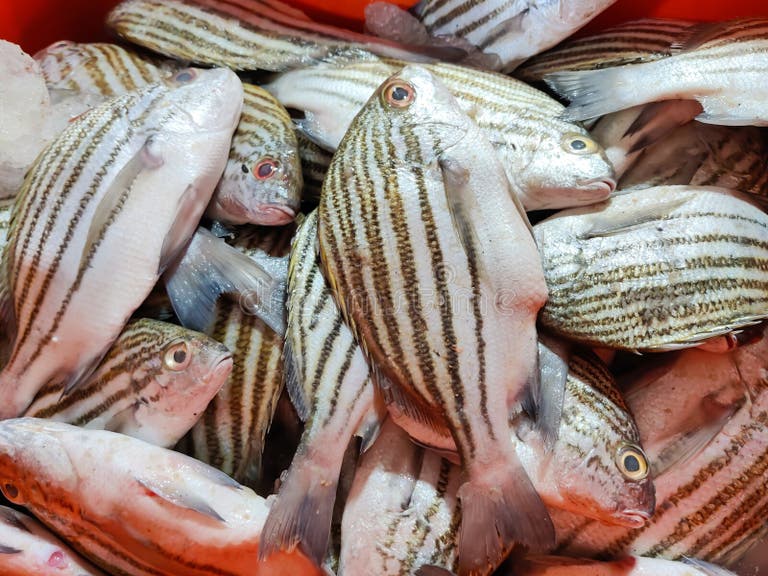 Selective Focus of Pin Fish in a Fish Market Stock Photo - Image of ...